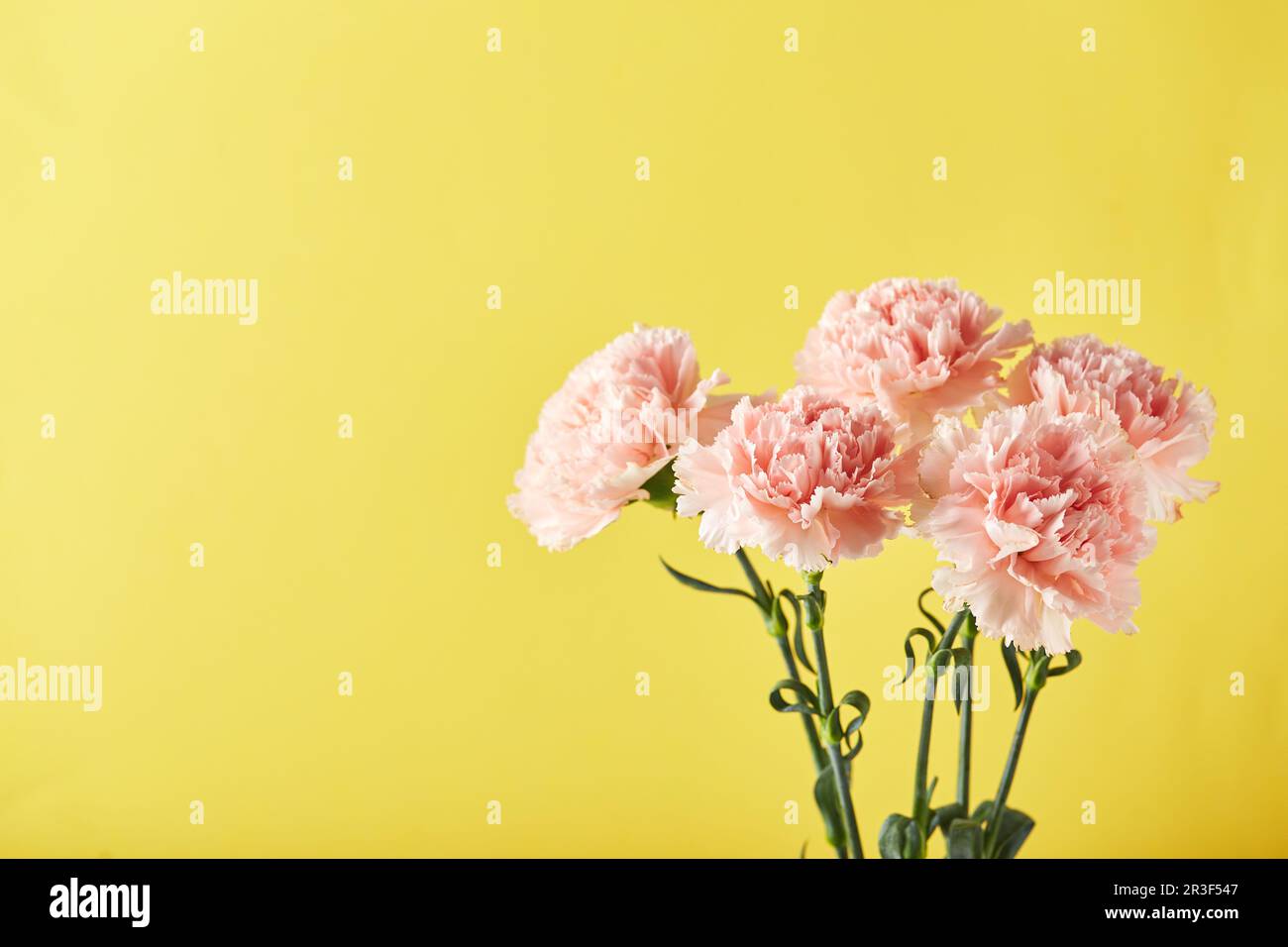 Yellow carnations hi-res stock photography and images - Alamy