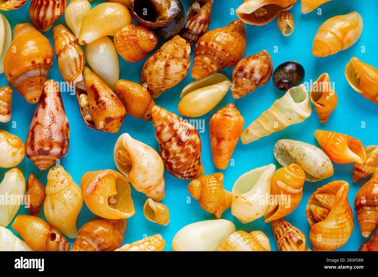 Flat Lay wallpaper background image of coastal seashells on a blue ...