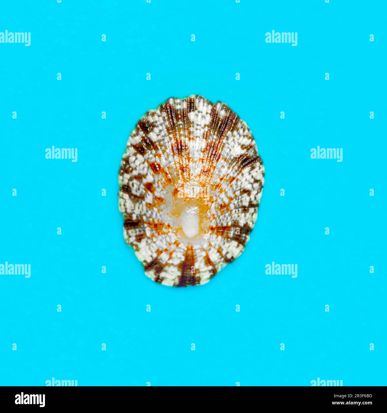 Flat Lay isolated image of a coastal seashell on a blue background ...