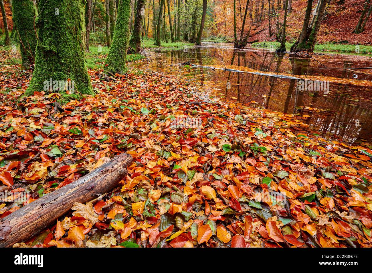 German forest in autumn Stock Photo - Alamy