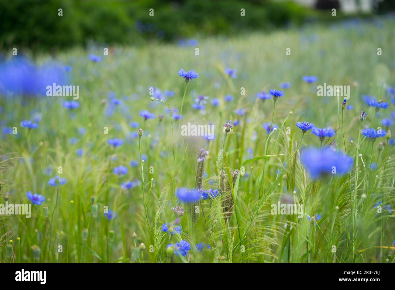 Thistle poppy hi-res stock photography and images - Alamy