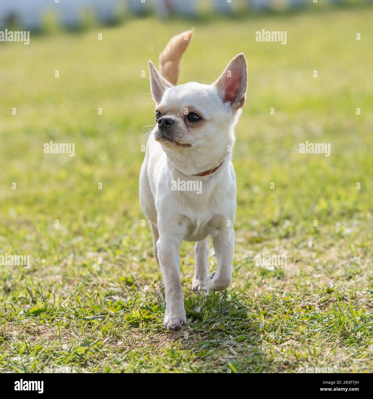 Chihuahua dog running towards camera Stock Photo - Alamy