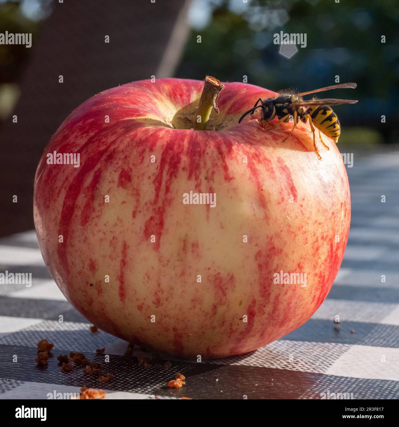 Fruit wasp hi-res stock photography and images - Alamy