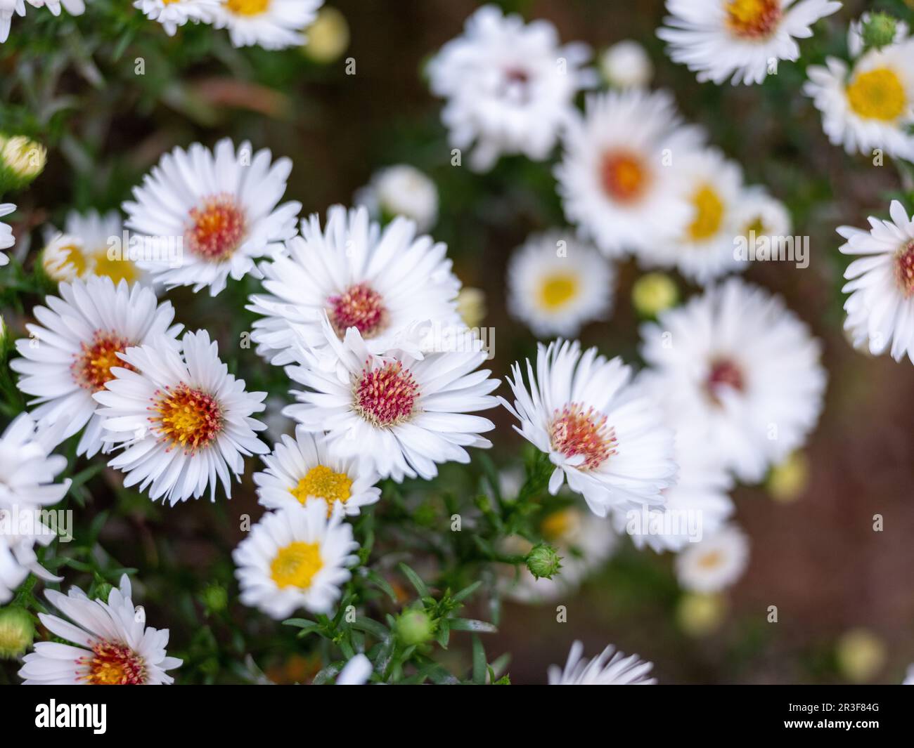 Blue spring daisy hi-res stock photography and images - Alamy