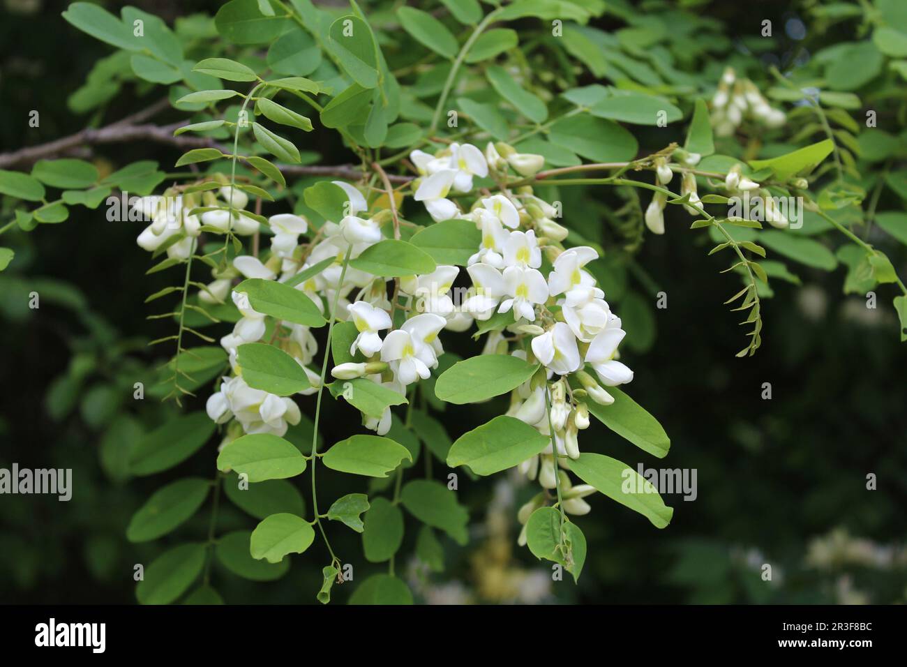 Black locust tree blooms with leaves at Wayside Woods in Morton Grove ...