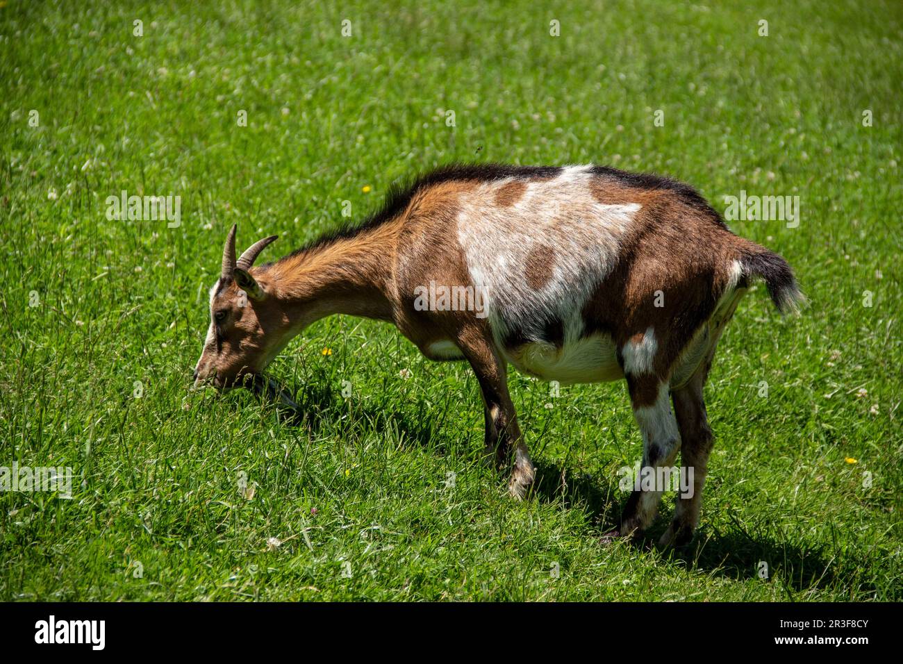 Goat sun hi-res stock photography and images - Alamy