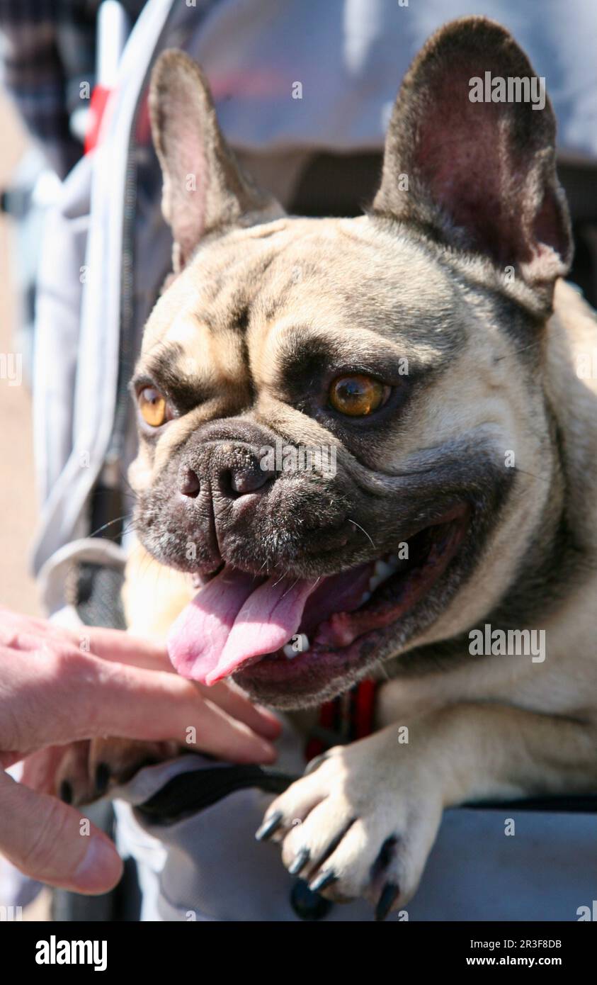 A cheeky French Bulldog with a big wet tongue Stock Photo - Alamy