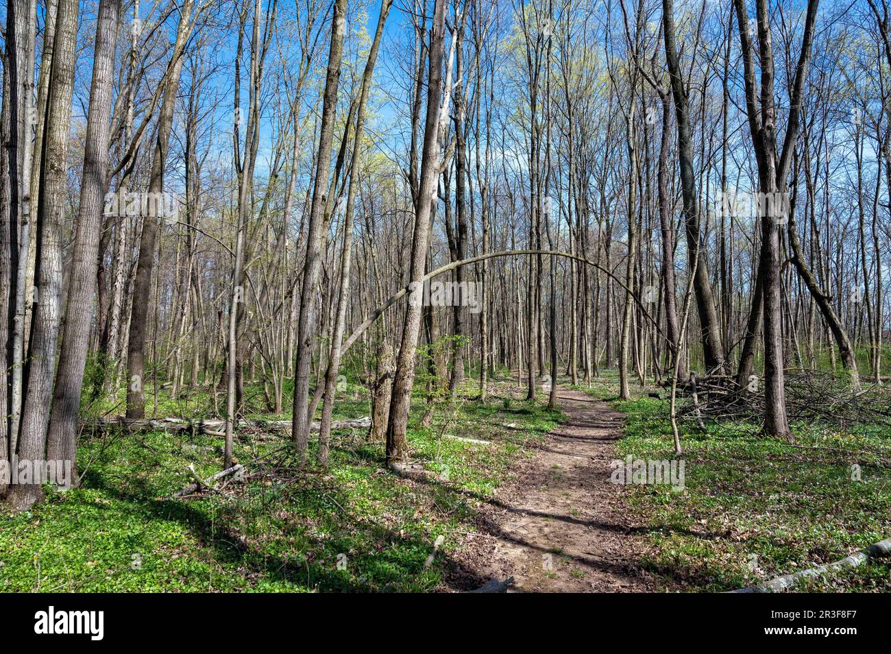 Branches arch over an idyllic path through woods with budding leaves ...