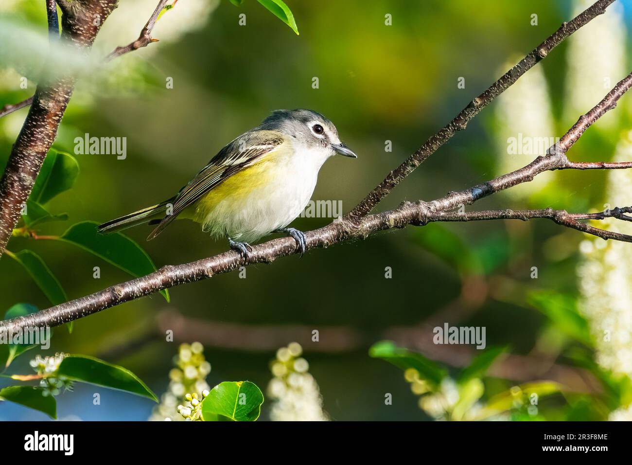 Blue headed vireos hi-res stock photography and images - Alamy