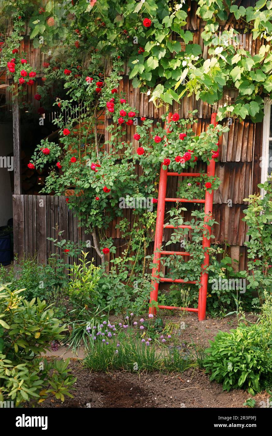 Farm garden with red ladder Stock Photo - Alamy