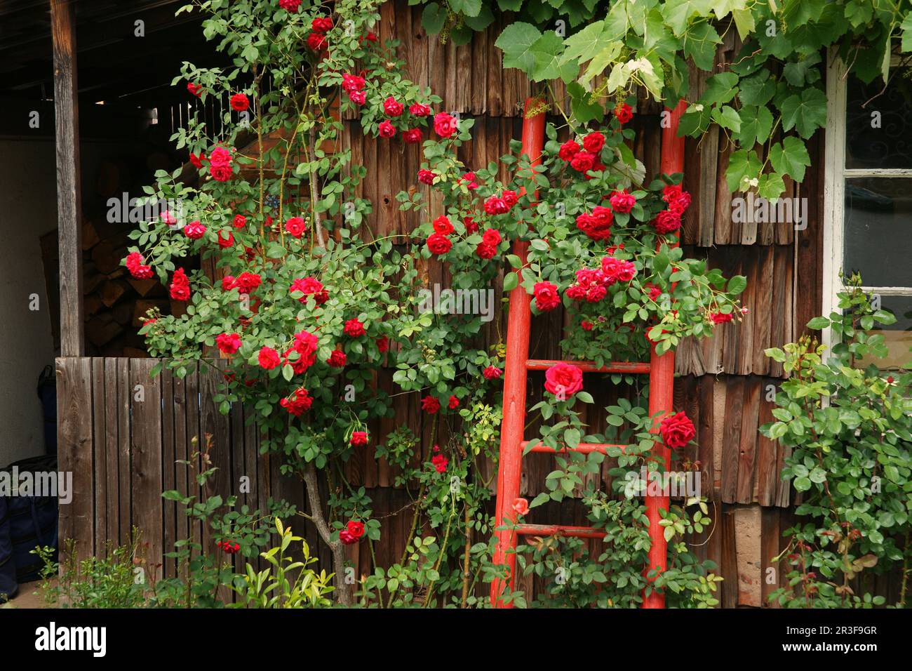Farm garden with red ladder Stock Photo - Alamy