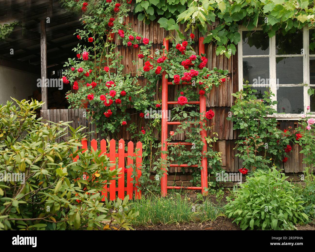 Farm garden with red ladder Stock Photo - Alamy
