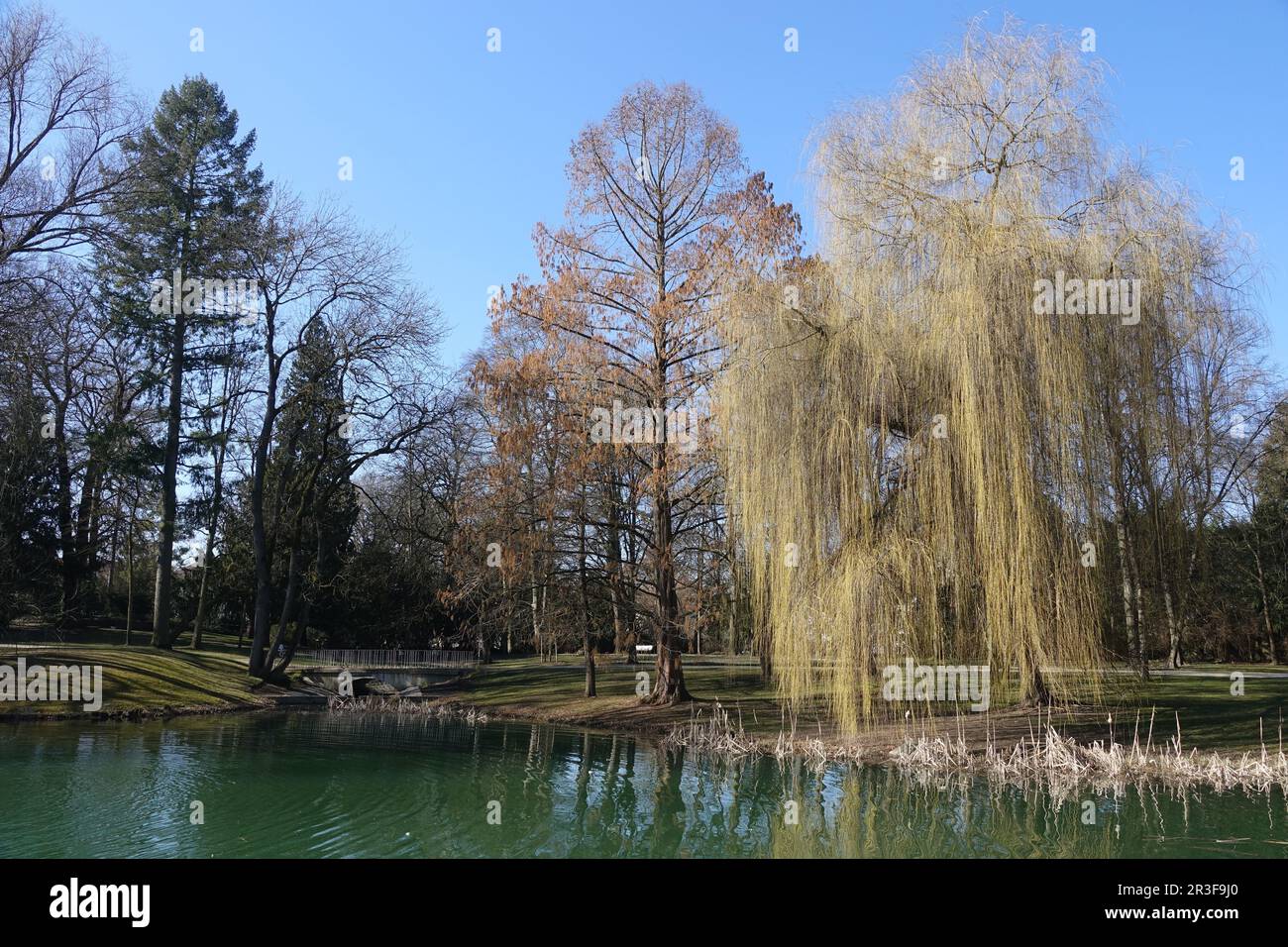 Metasequoia glyptostroboides, dwan redwood, flowering Stock Photo - Alamy