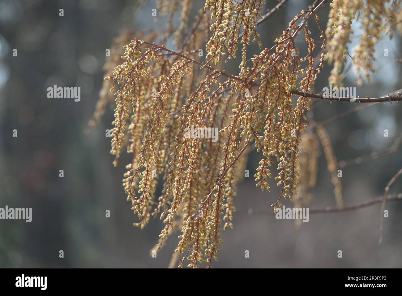 Metasequoia glyptostroboides, dwan redwood, flowering Stock Photo - Alamy