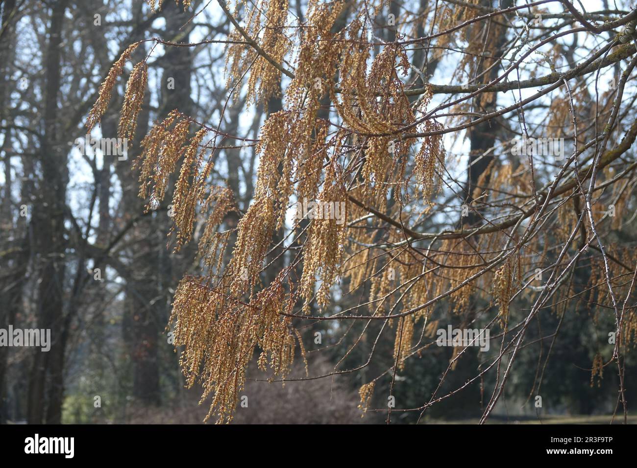 Metasequoia glyptostroboides, dwan redwood, flowering Stock Photo - Alamy