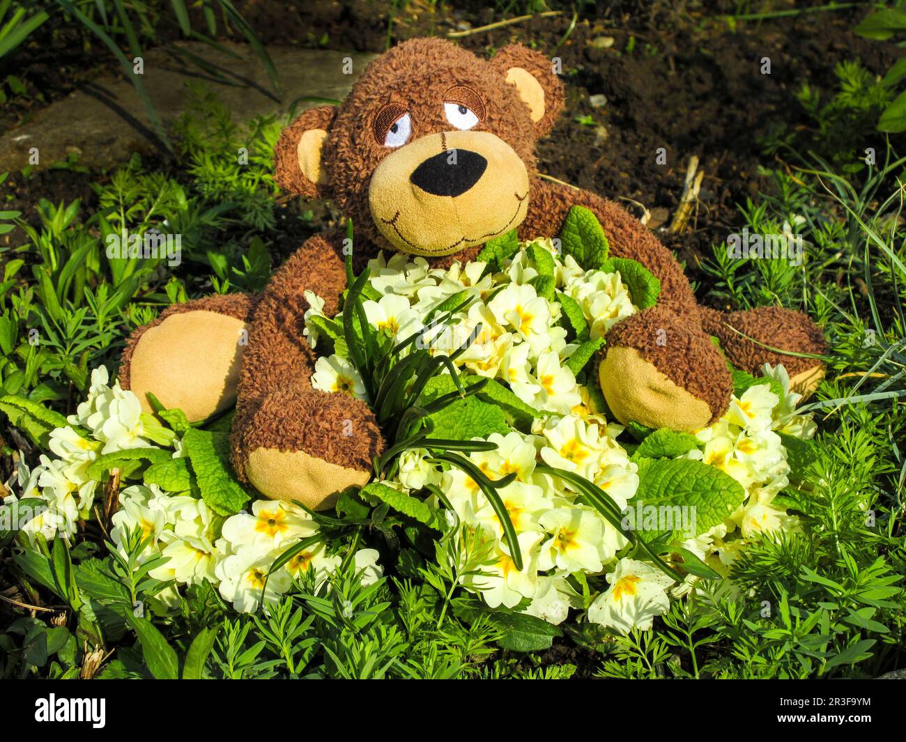 Good teddy hi-res stock photography and images - Alamy