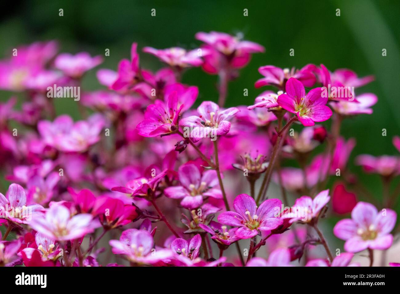 Beautiful little pink purple flowers hi-res stock photography and ...