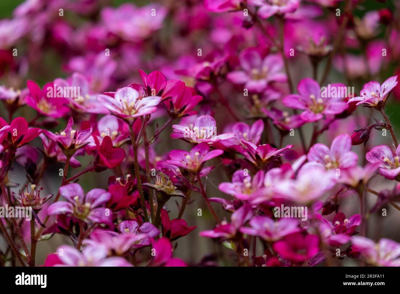 Beautiful little pink purple flowers hi-res stock photography and ...