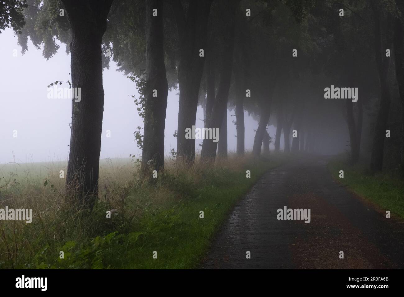Oak trees after rain hi-res stock photography and images - Alamy