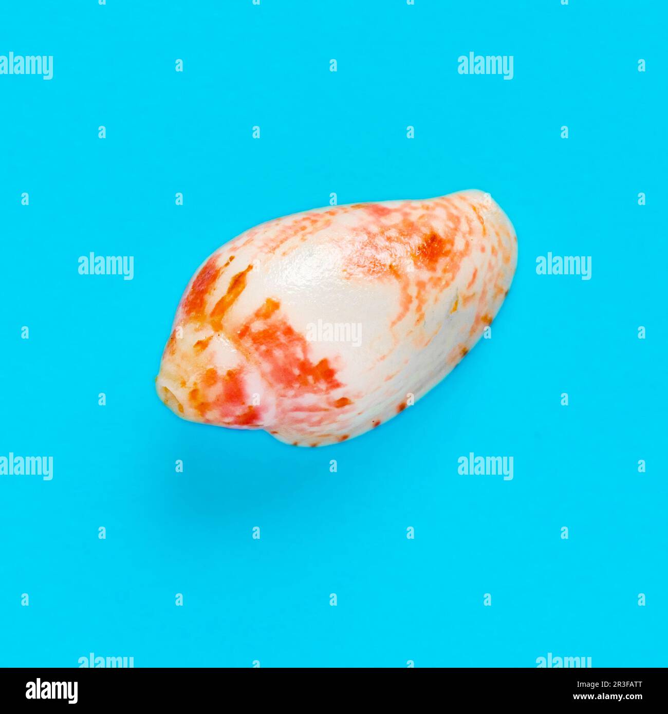 Flat Lay isolated image of a coastal seashell on a blue background ...