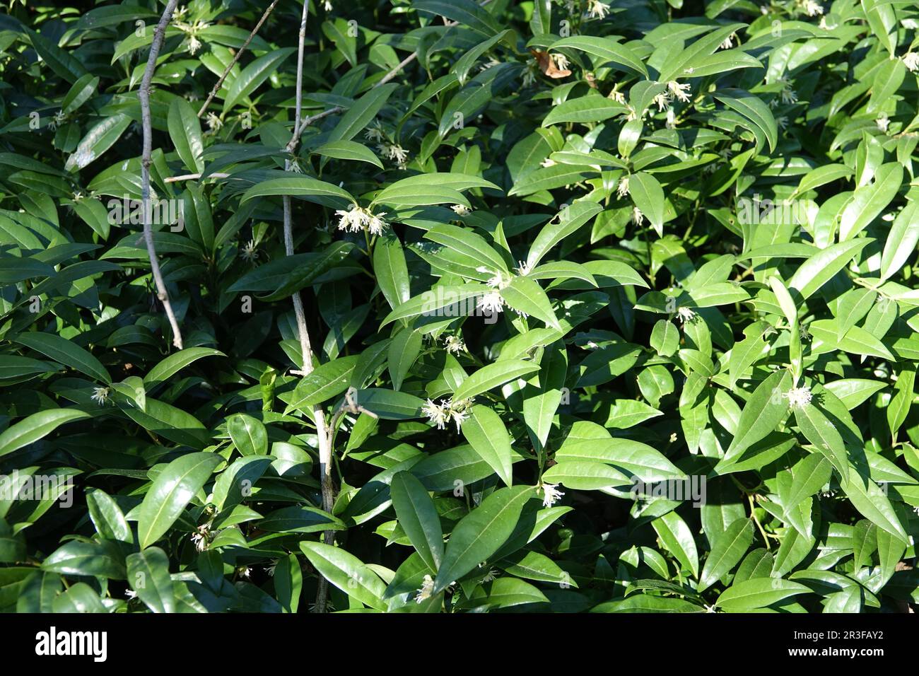 Sarcococca hookeriana hi-res stock photography and images - Alamy