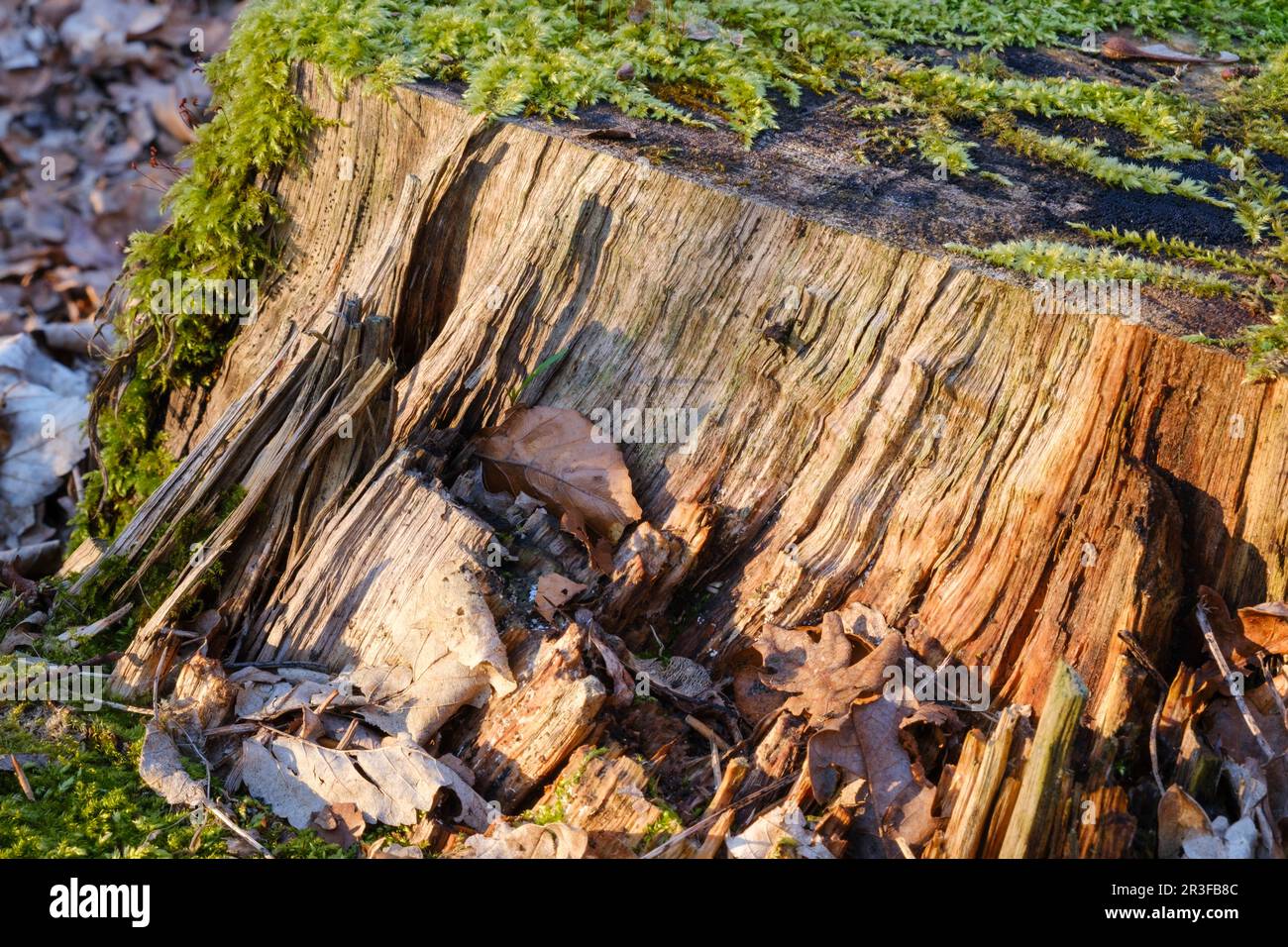 Structure at a tree trunk Stock Photo - Alamy