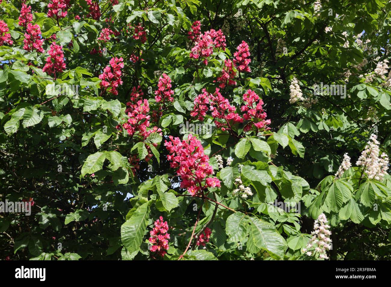 Red flowers on a Red Horse Chestnut tree, Aesculus × carnea Stock Photo ...