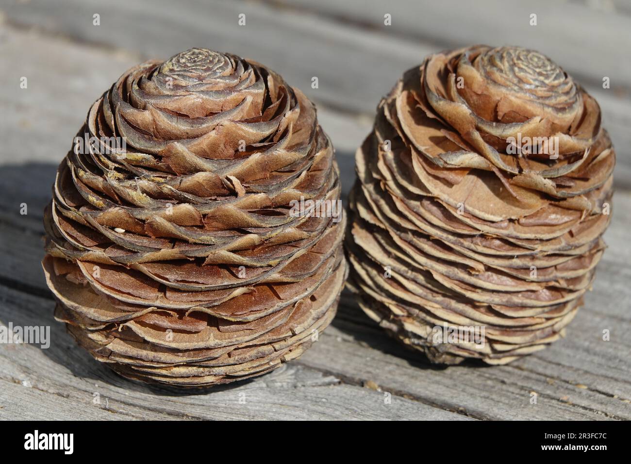 Cedrus atlantica, Atlas cedar, cones Stock Photo - Alamy