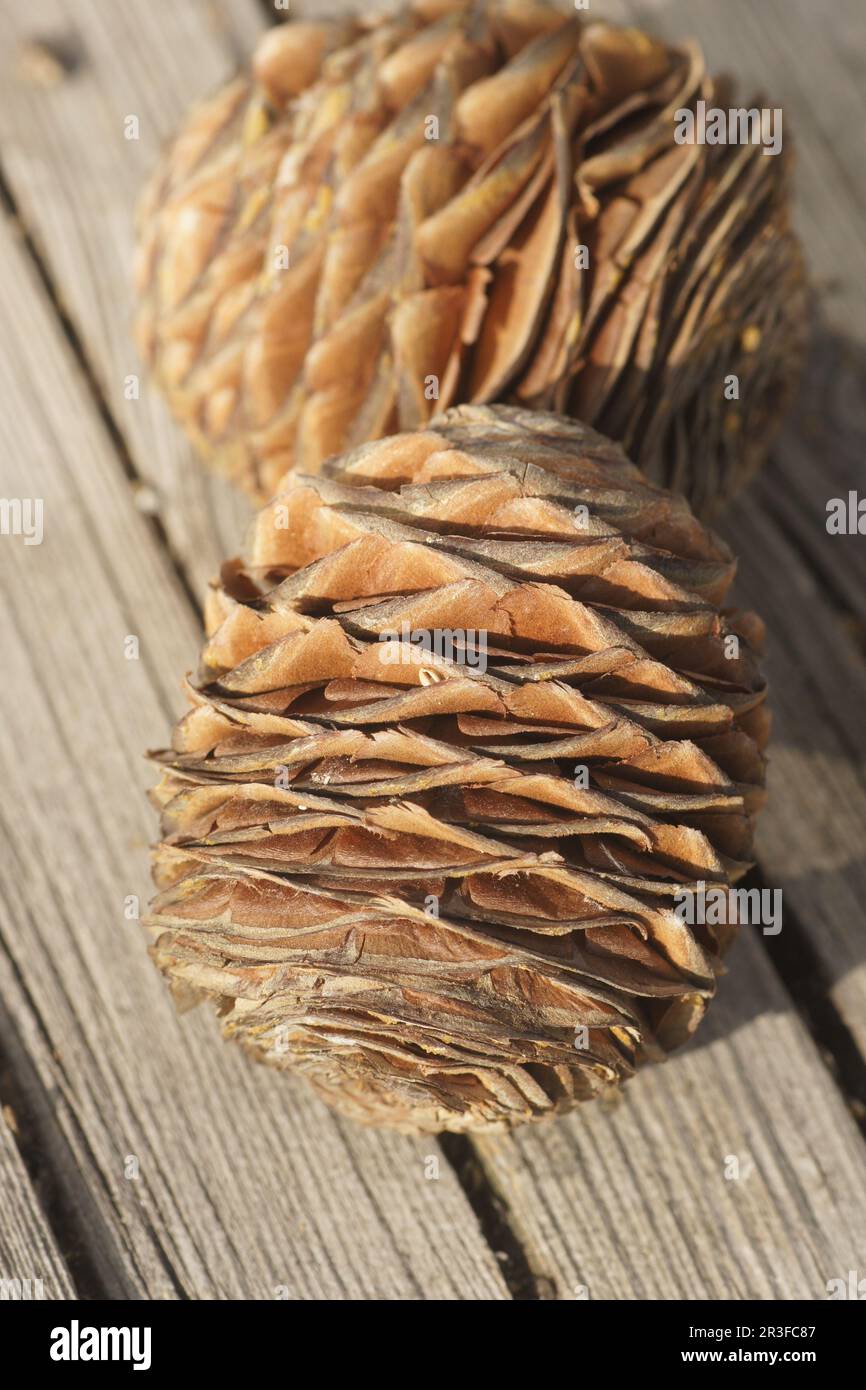 Cedrus atlantica, Atlas cedar, cones Stock Photo - Alamy