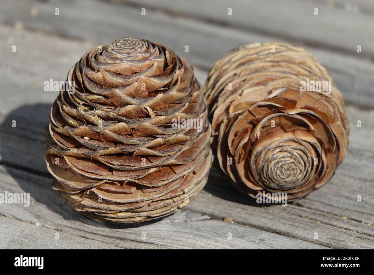 Cedrus atlantica, Atlas cedar, cones Stock Photo - Alamy