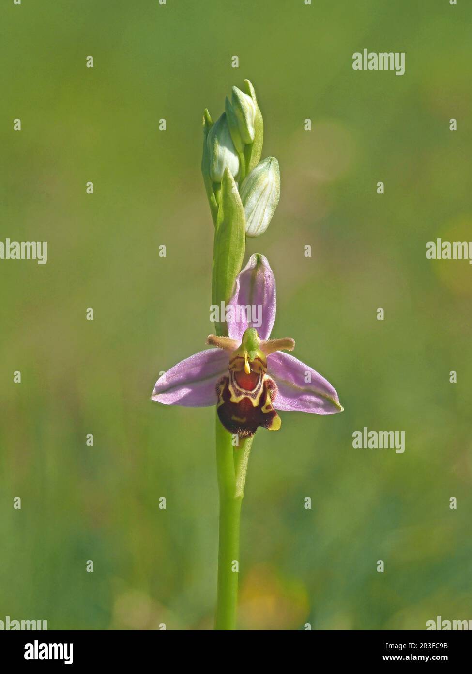 Orchid pollination mimic hi-res stock photography and images - Alamy