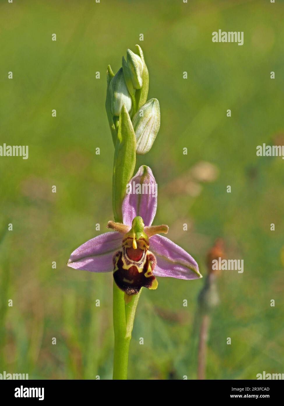 single flower of velvety insect mimic Bee Orchid (Ophrys apifera) with ...