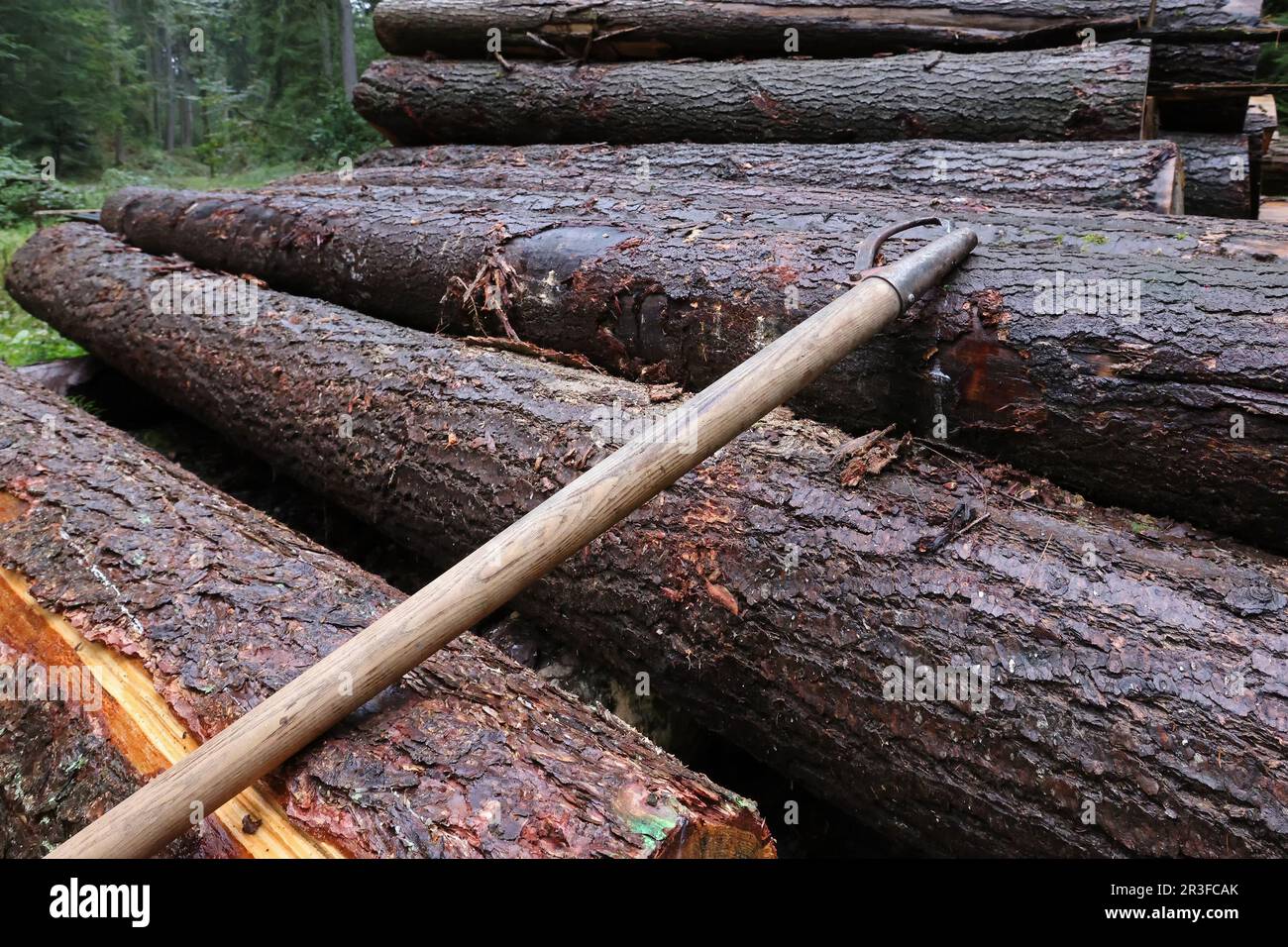 Tree trunks with turning hooks Stock Photo - Alamy