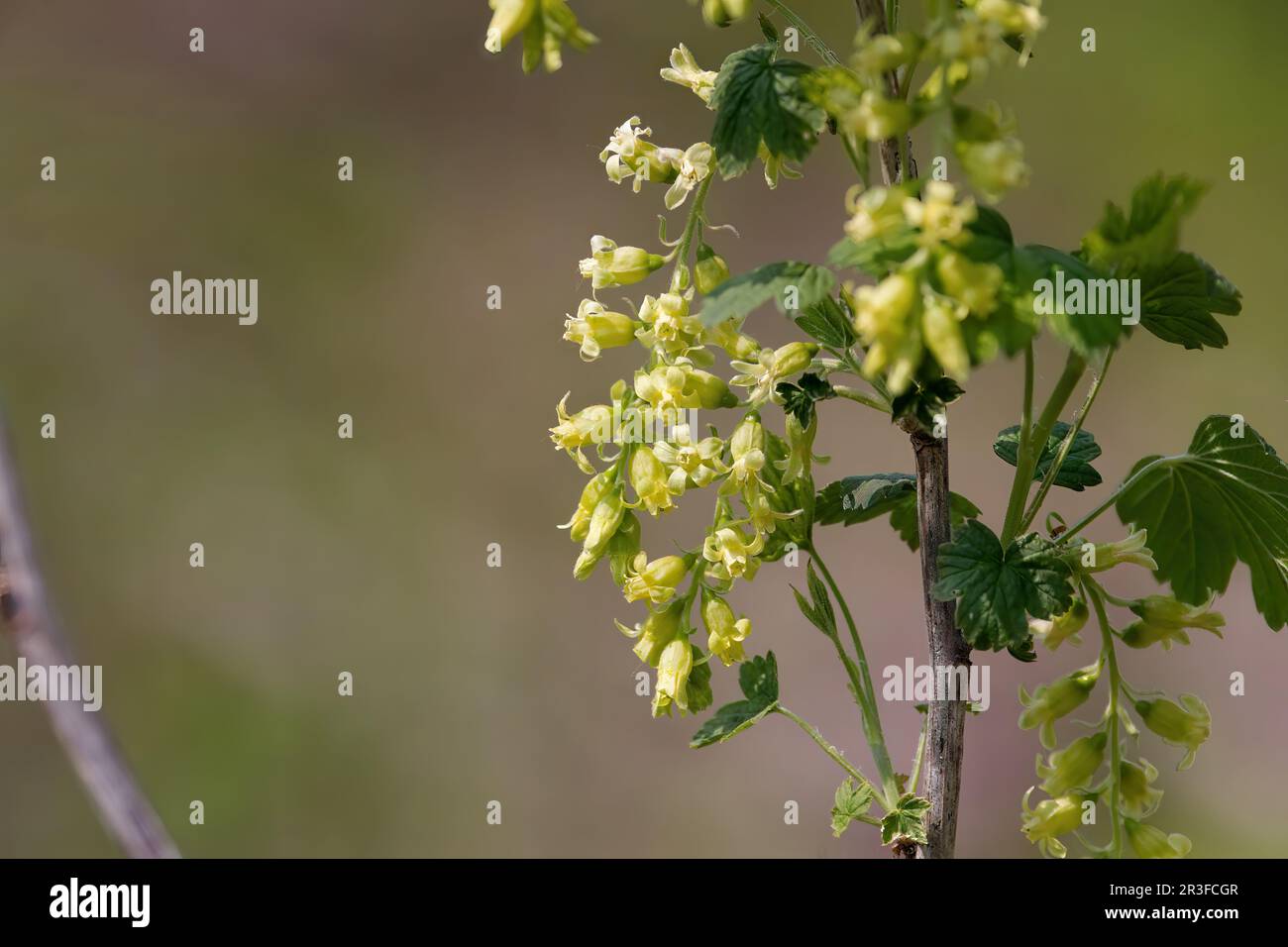 wild gooseberry flowers. Ribes uva-crispa, known as gooseberry or ...