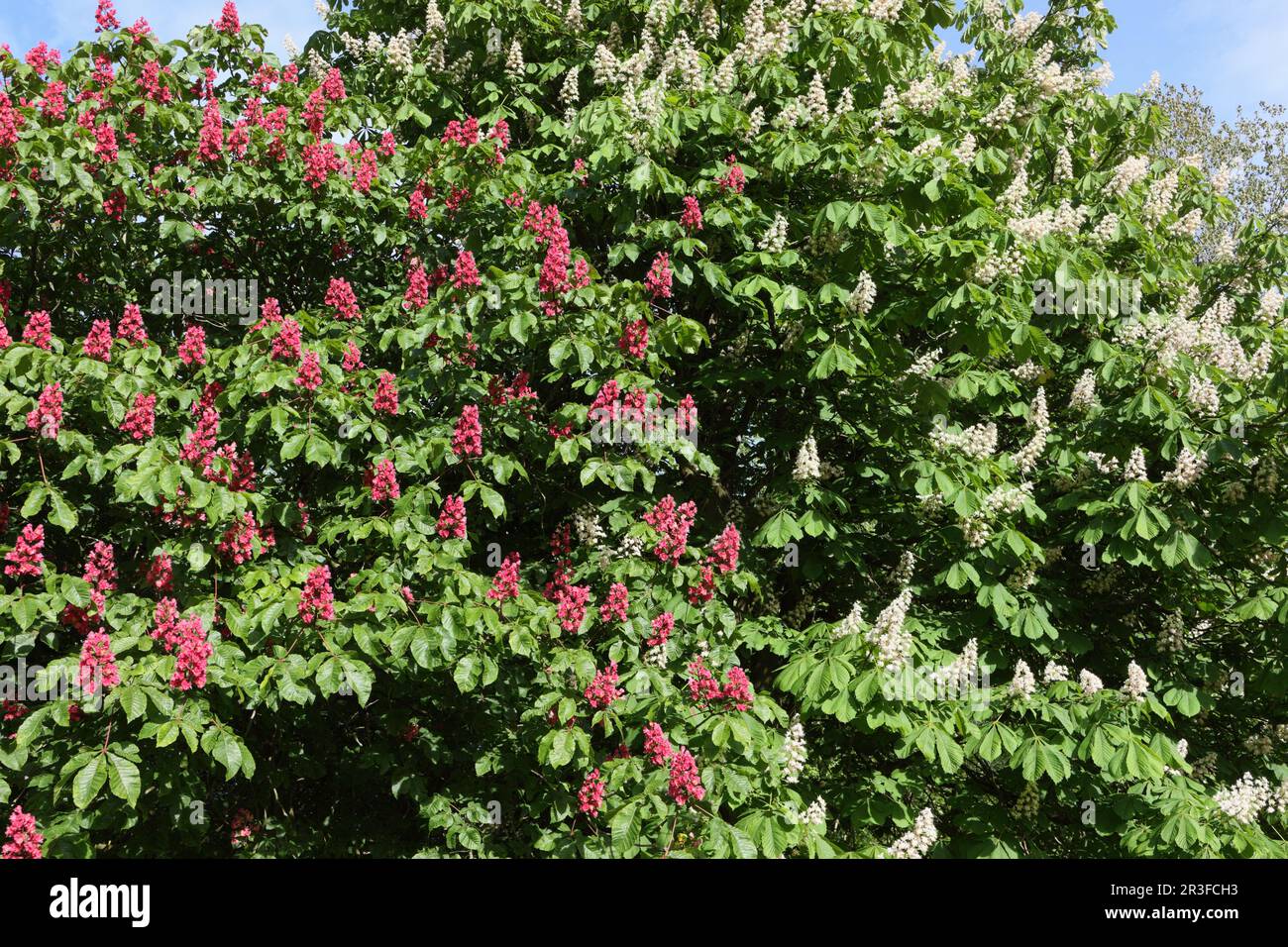 Foliage of red horse hi-res stock photography and images - Alamy