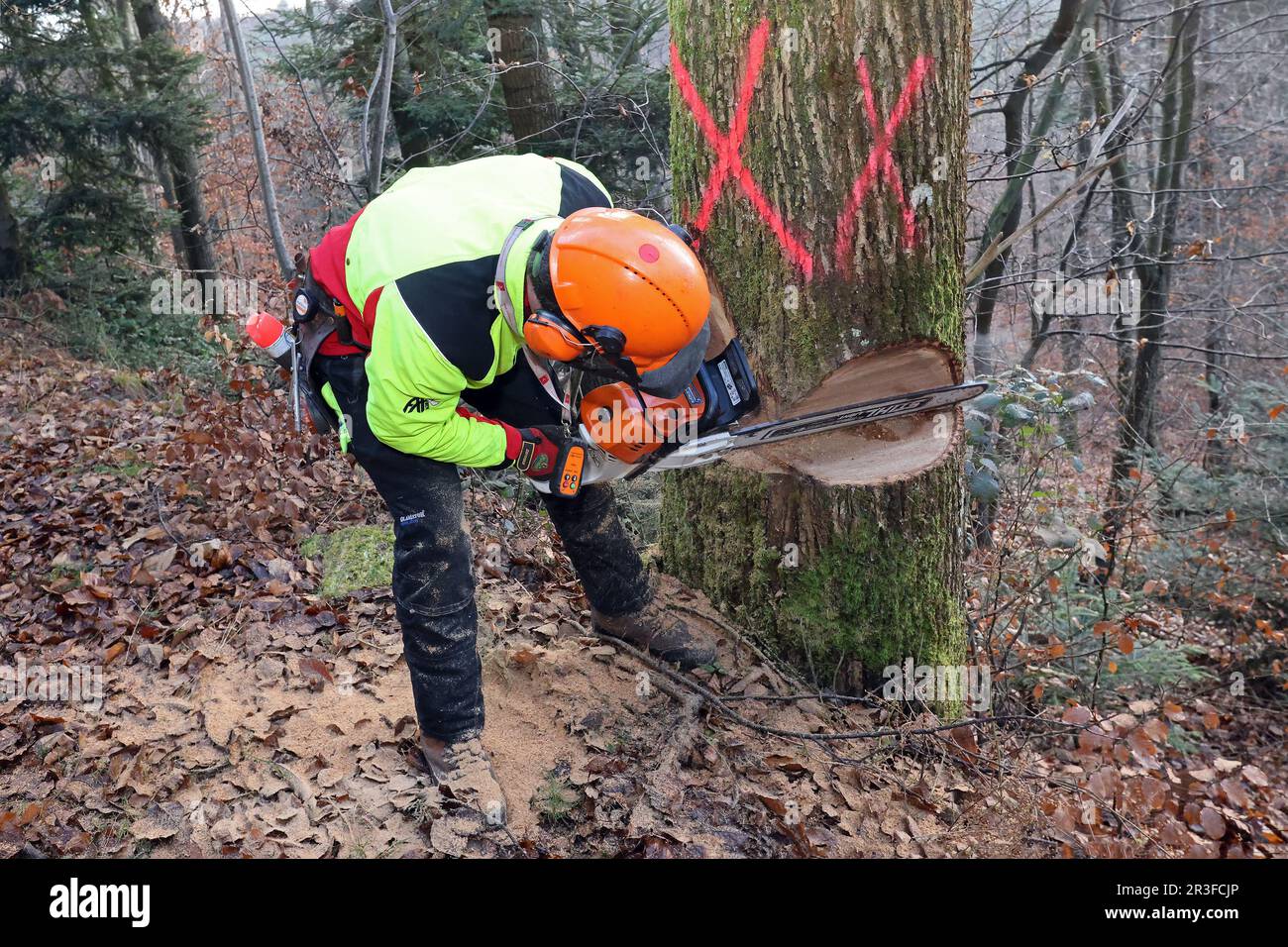 Cut a tree Stock Photo - Alamy
