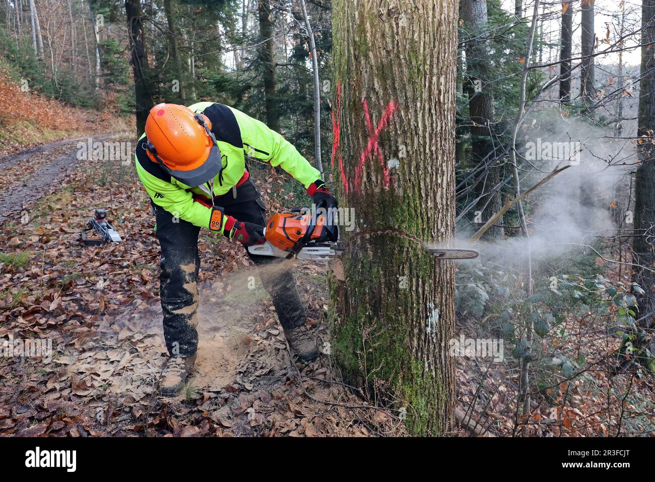 Cut a tree Stock Photo - Alamy