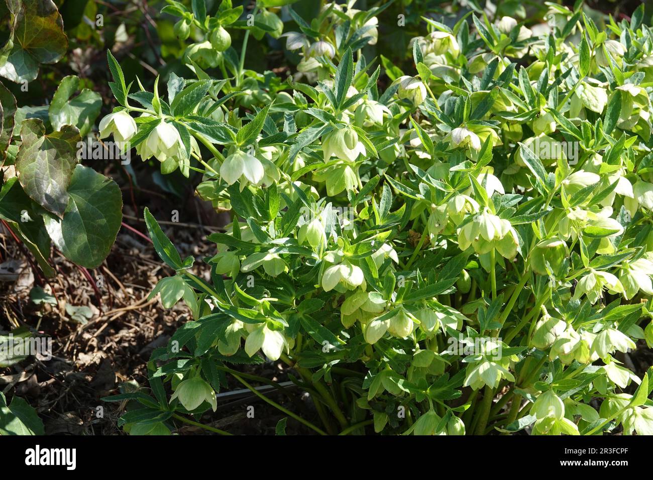 Multifidus hi-res stock photography and images - Alamy