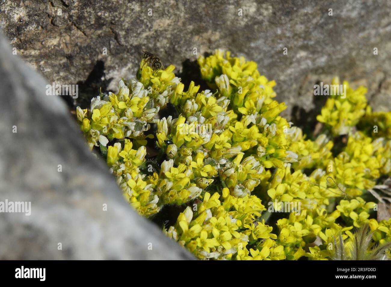 Draba incana hi-res stock photography and images - Alamy