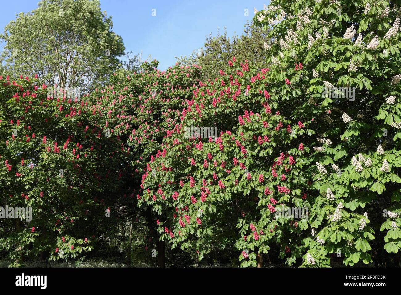 Red horse chestnut trees hi-res stock photography and images - Alamy