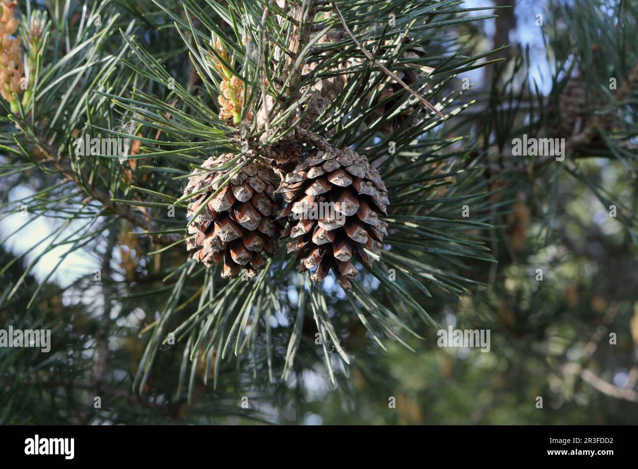 Fir branch cones hi-res stock photography and images - Alamy