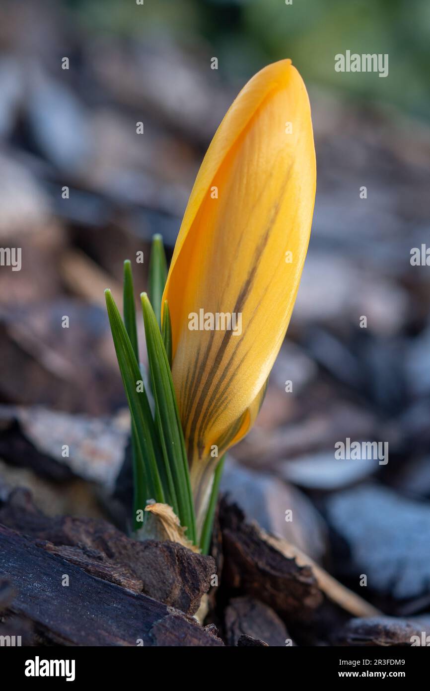 Bed of crocus hi-res stock photography and images - Alamy