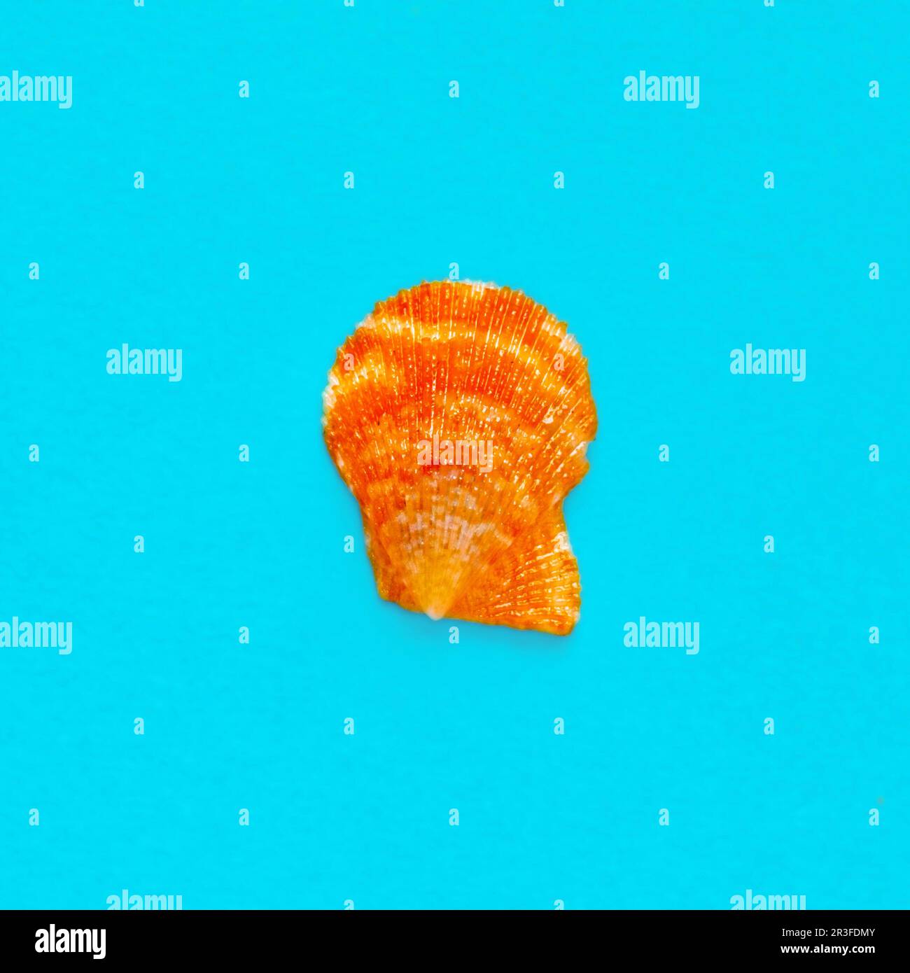 Flat Lay isolated image of a coastal seashell on a blue background ...
