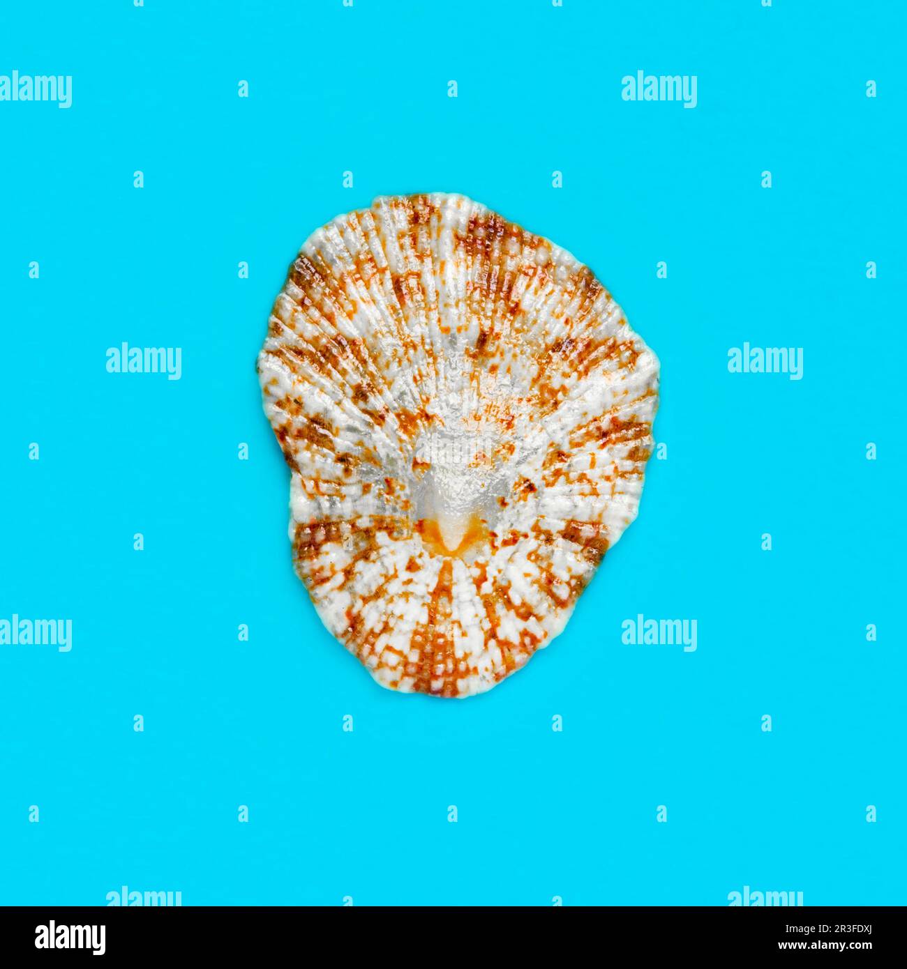 Flat Lay isolated image of a coastal seashell on a blue background ...