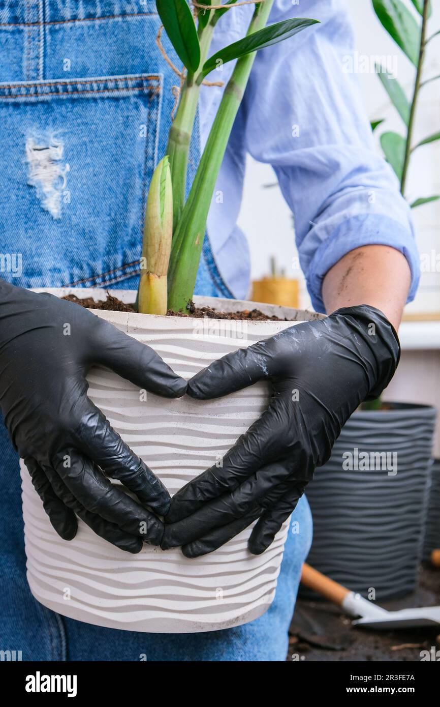 Hands in heart shape Gardener woman holding pot indoor plants ...