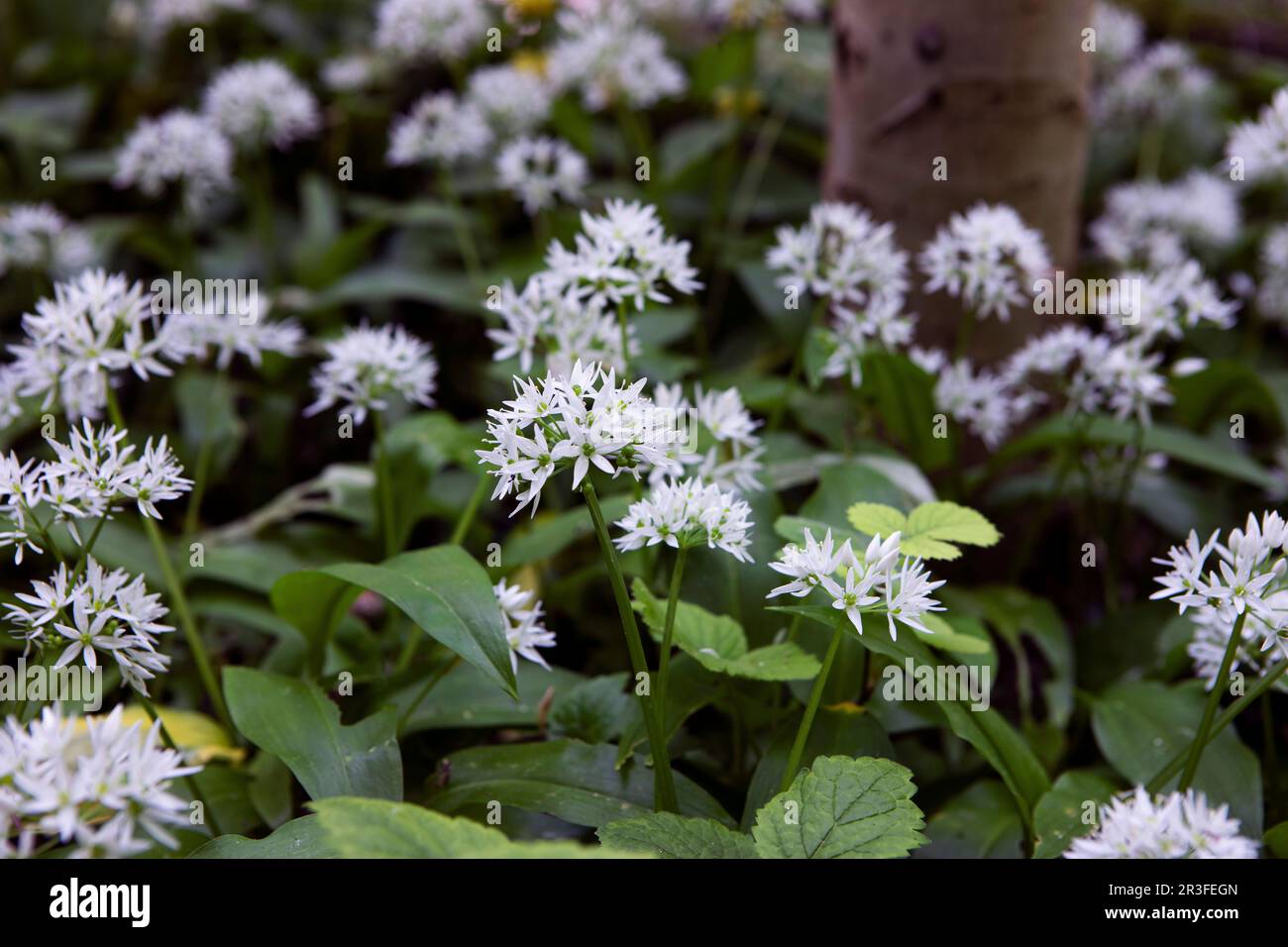Allium ursinum known a wild garlic, ramsons, cowleekes, buckrams, broad ...