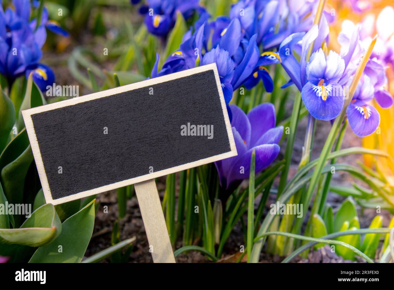 Empty mockup template Blackboard label against Bright colorful spring ...