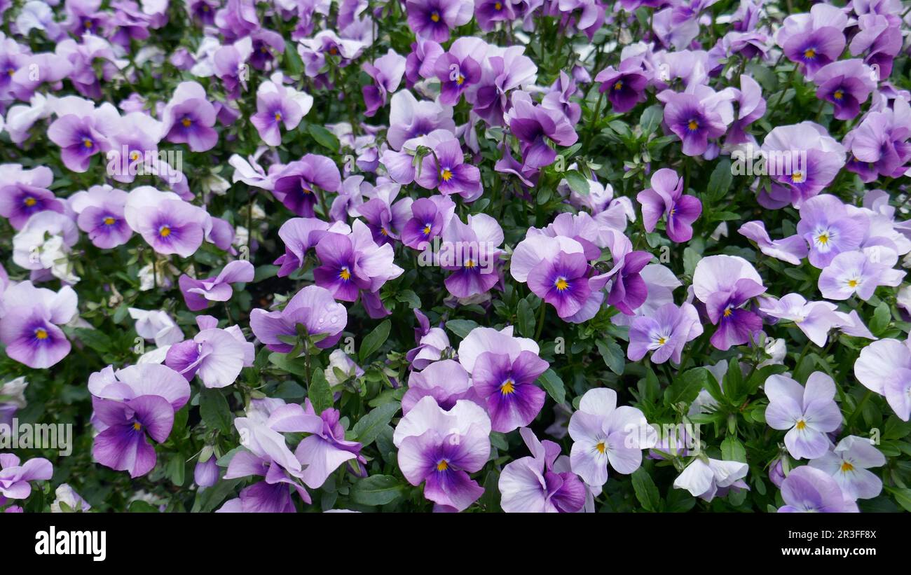 Purple pansies hi-res stock photography and images - Alamy