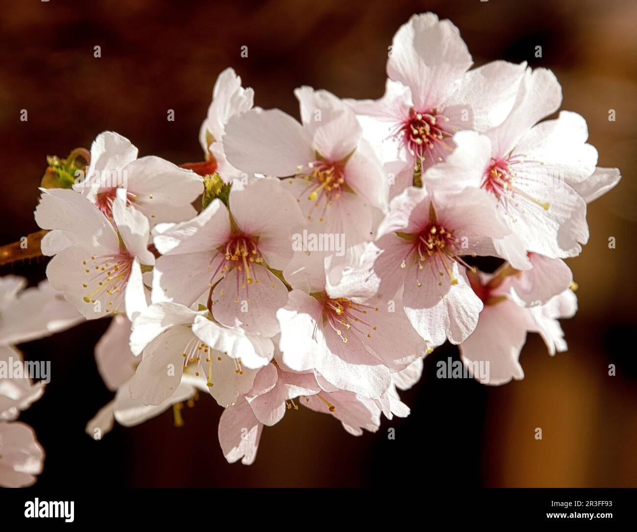 Cherry blossom in March Stock Photo - Alamy