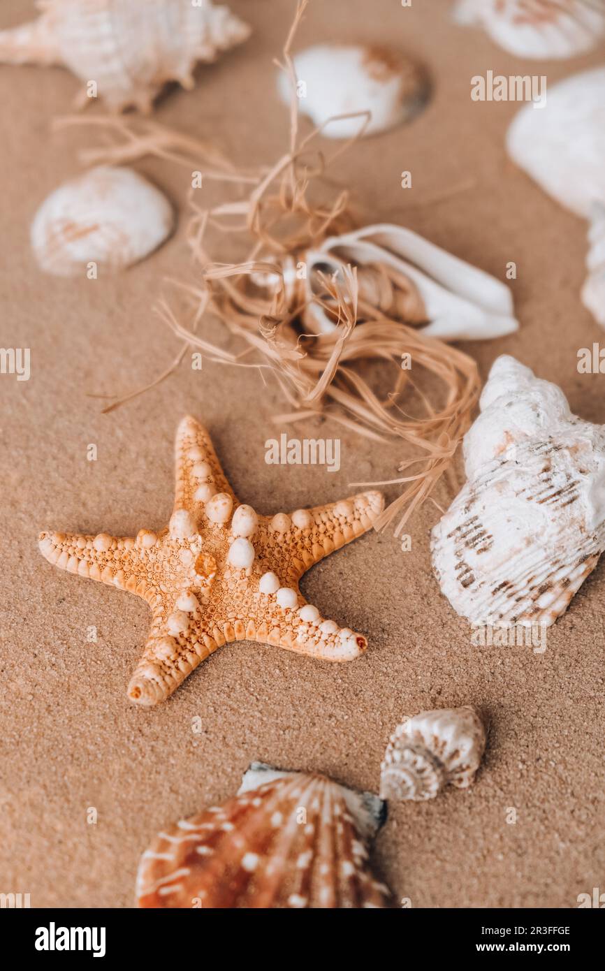 Composition seashells, pebbles, mockup on sand background. Marine still ...